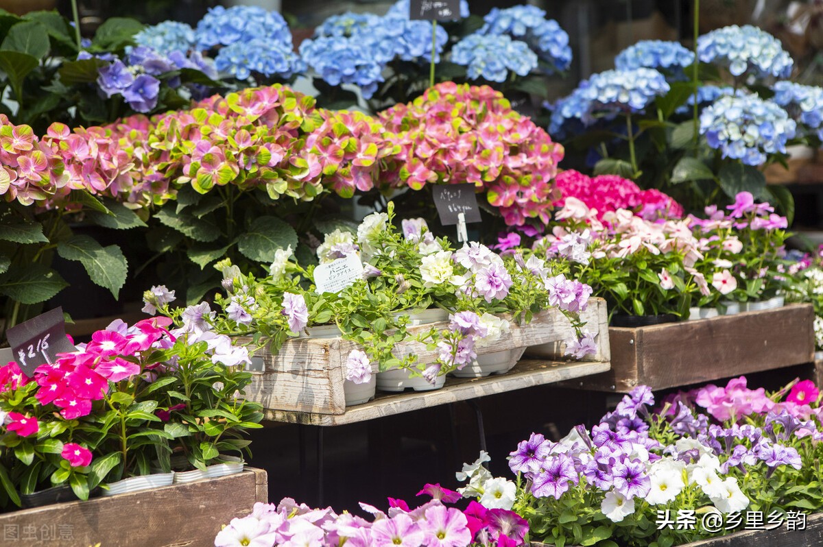 There are tricks to flower management in summer. Master these measures ...
