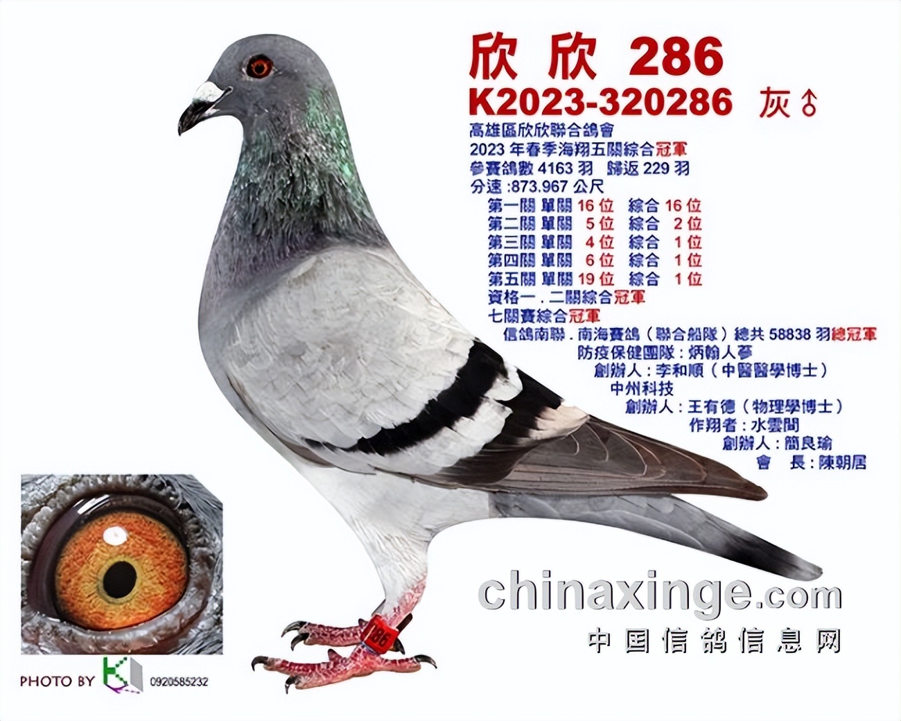 Come and watch the "magic bird" in Taiwan's 80,000 pigeons Wuguan ...