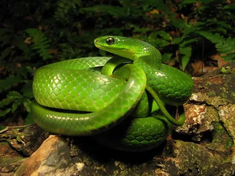 Ultimate Question Office: Hoop Snake Autophagy, What's Left at the End ...