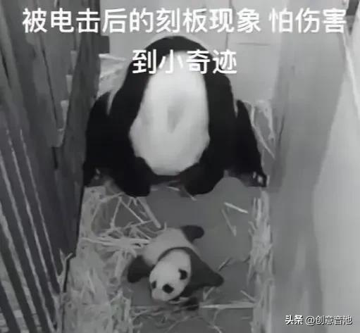 Panda Meixiang's family lives under the eaves of the devil, suffering ...