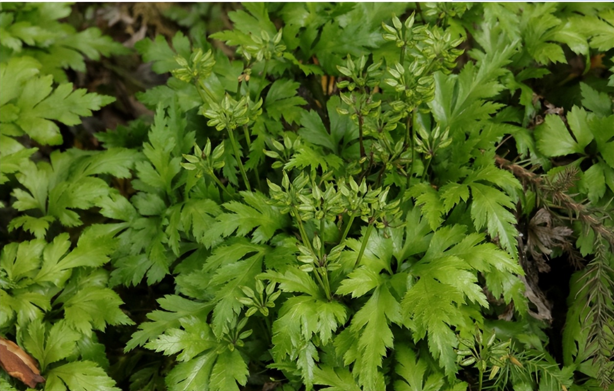 Take you to identify coptis - iNEWS