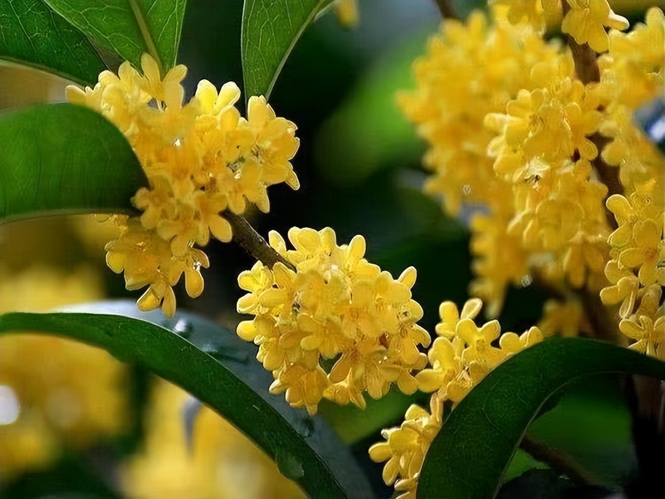 5 kinds of "exquisite flowers", golden flowers bloom every year, put ...