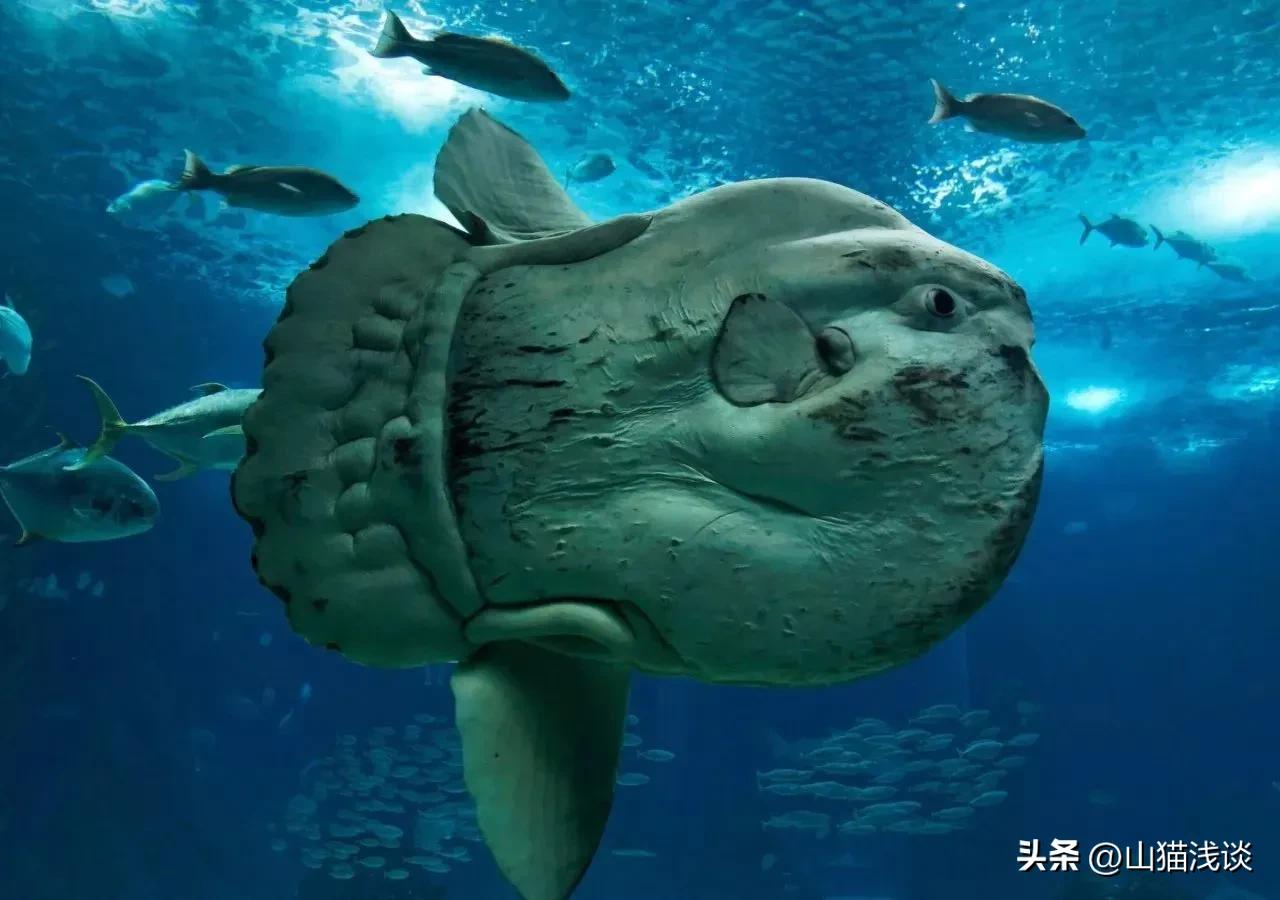 Why did the sunfish that didn't resist after being eaten half of it not ...