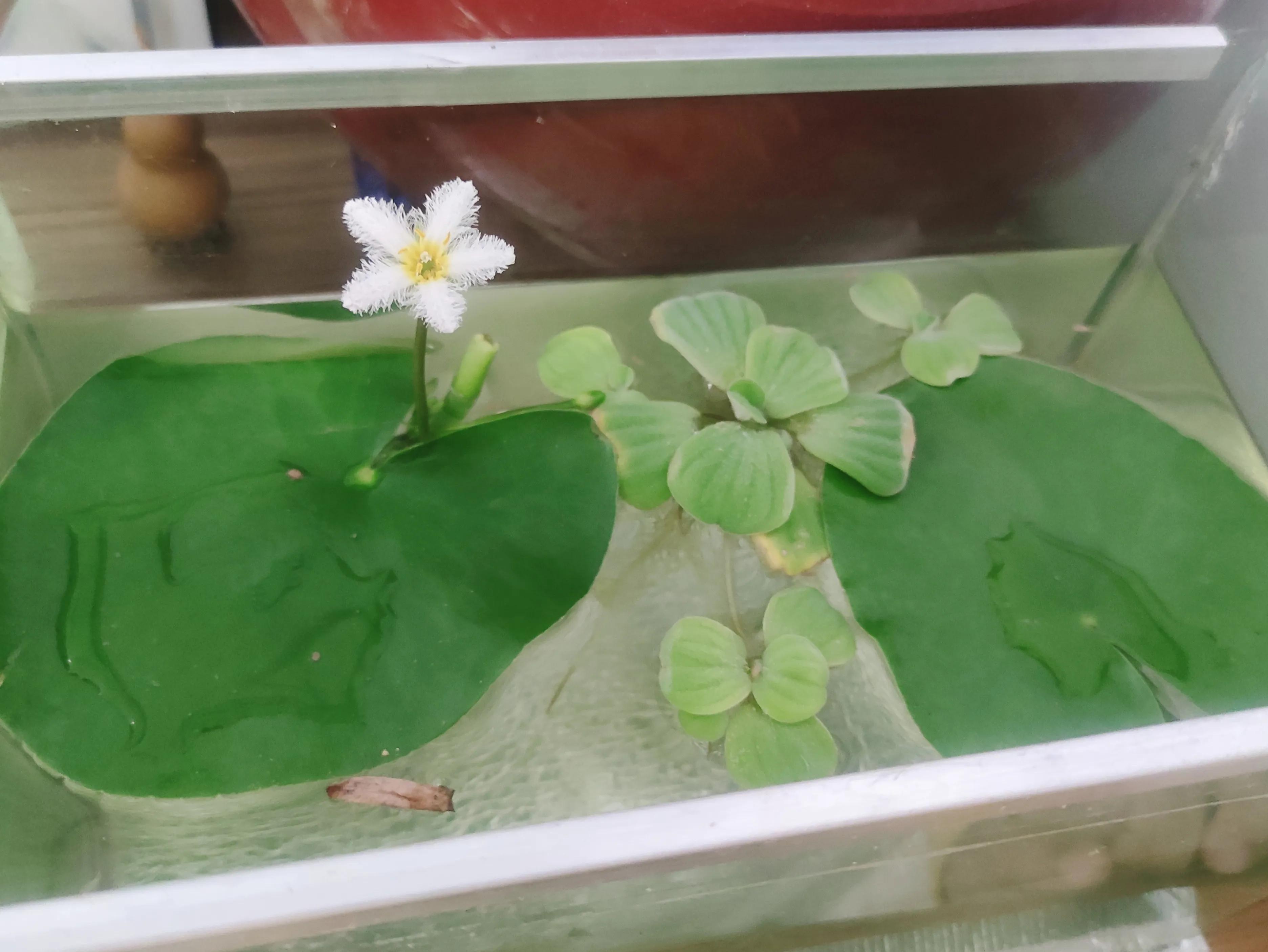 My lotus flower is blooming - iNEWS