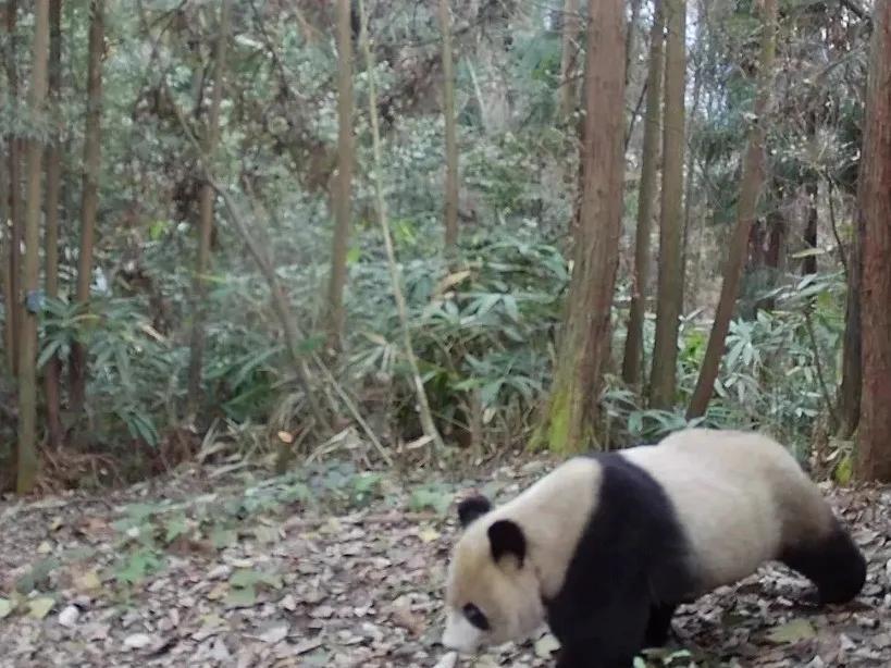 The inspirational story of the giant panda Qin Xin who was freed from ...
