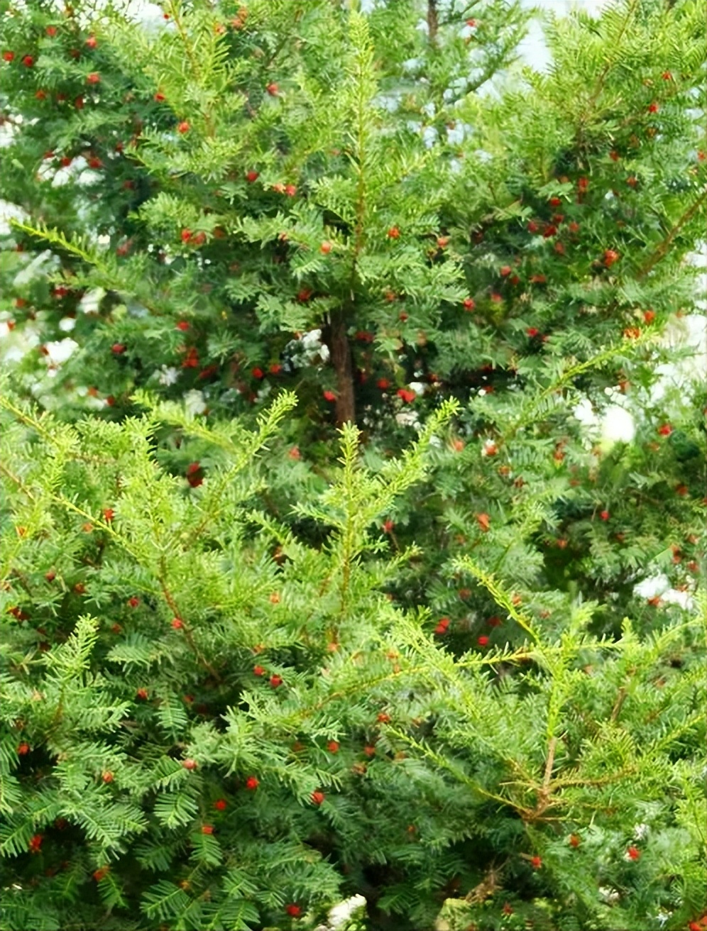 The reaction of yew saplings under different light conditions, and the ...