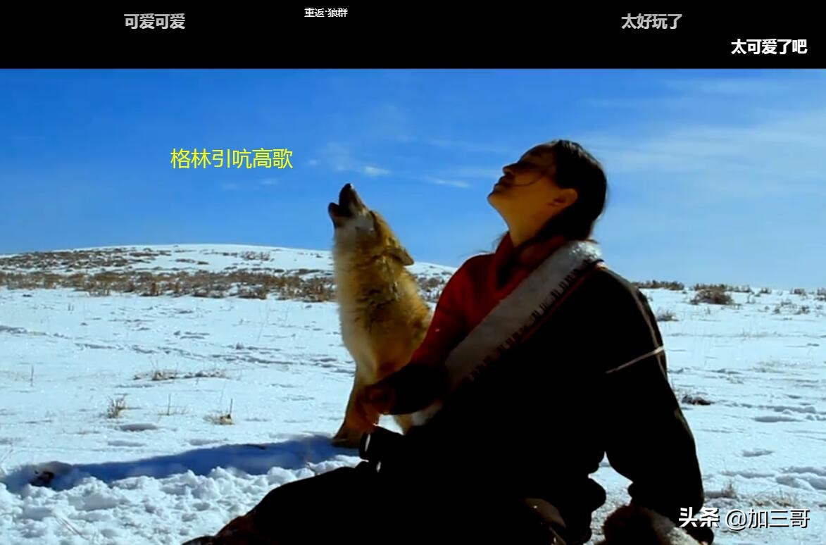 The legendary story "Return to the Wolves" is full of emotion. Is the ...