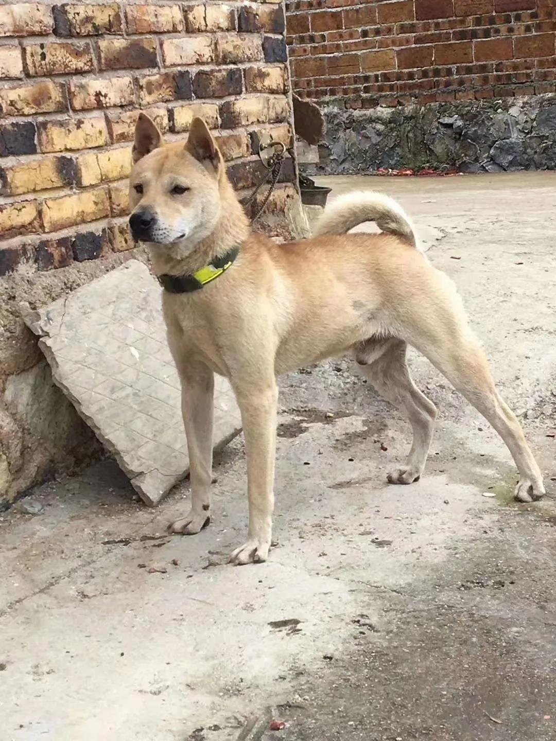 Ah Huang, who can best represent the Chinese pastoral dog - iNEWS