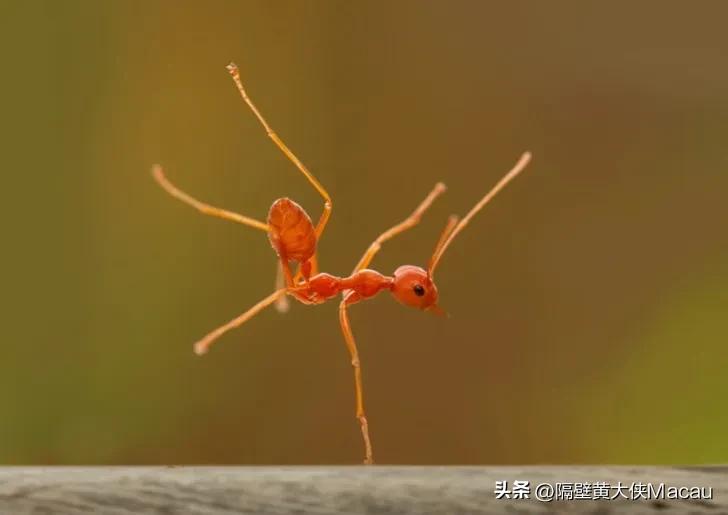 Ants are amazingly powerful! - iNEWS