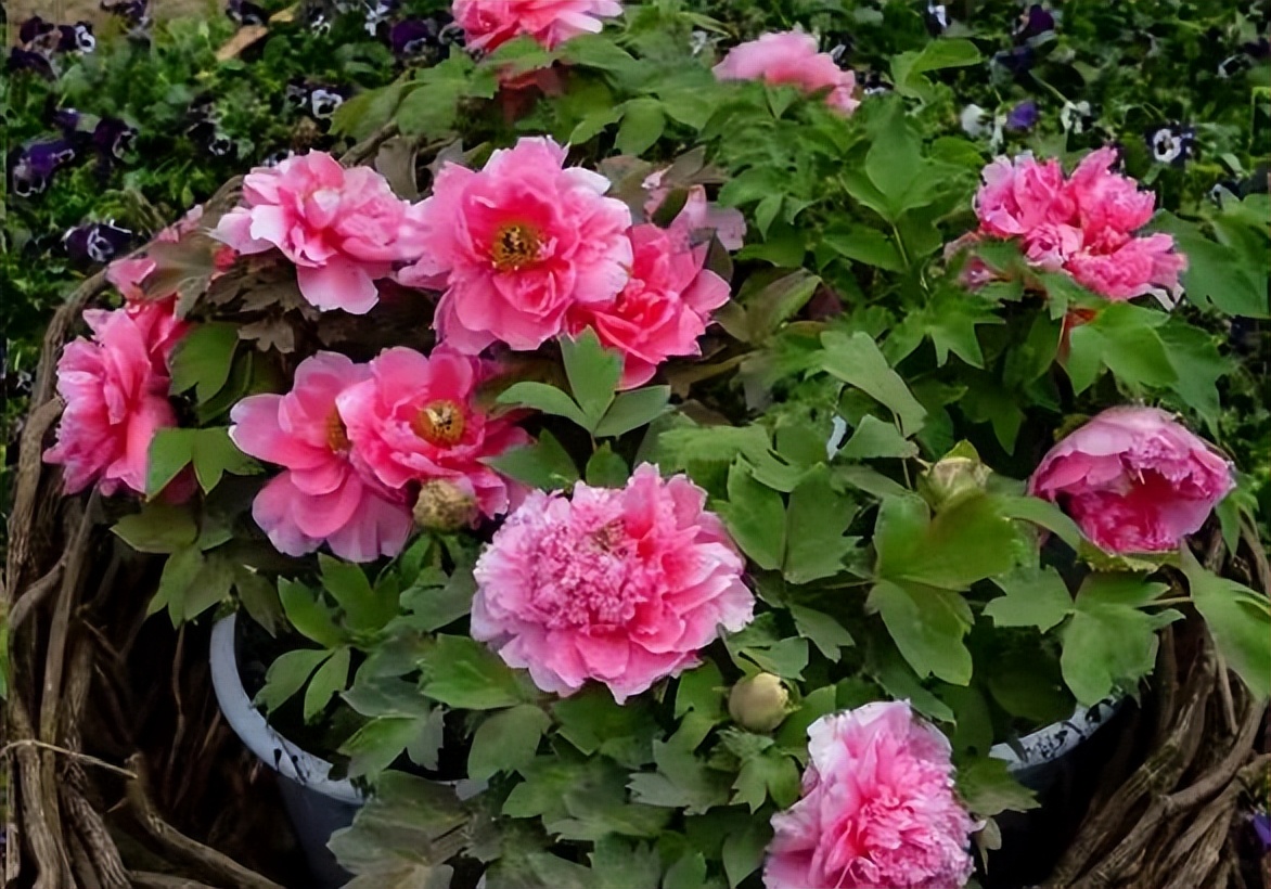 Annealing and removing blood stasis, cooling blood and dispersing blood ...