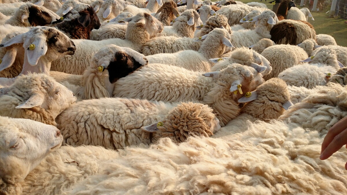 Exclusive response from the producer of "Sheep and Sheep": It is easier ...
