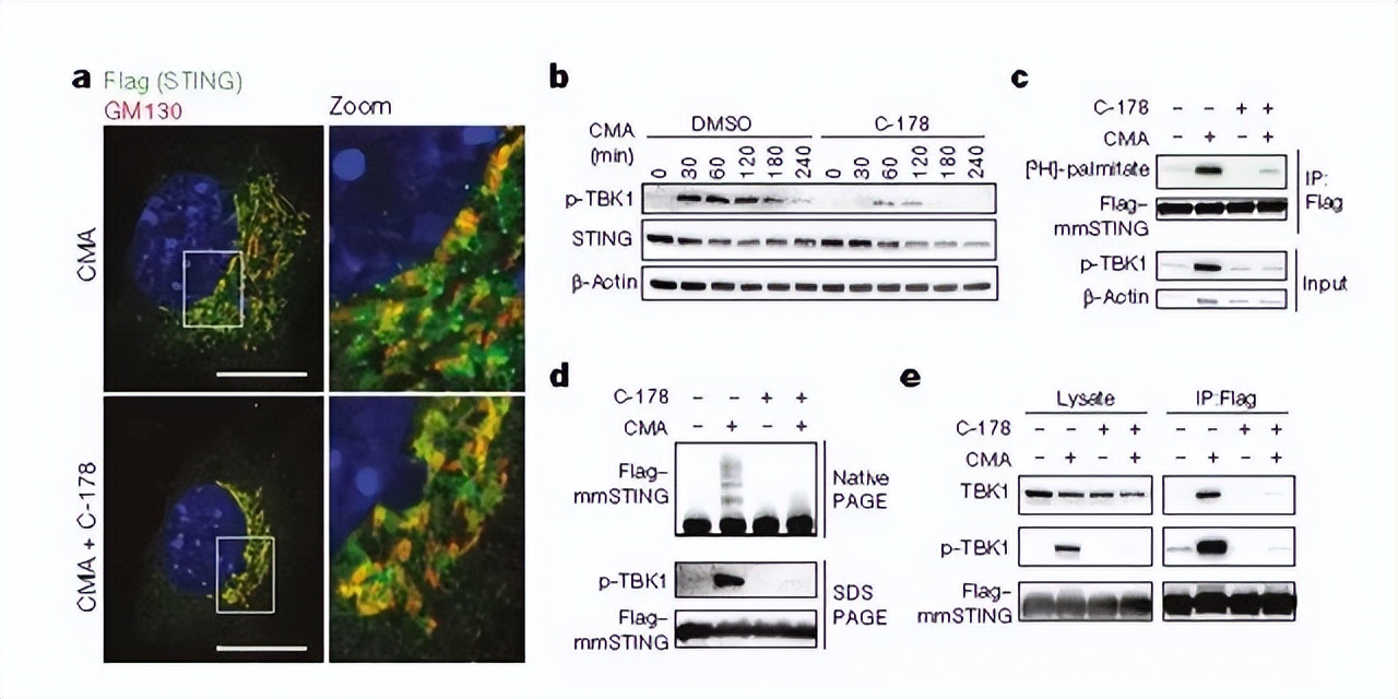 Covalent inhibitors targeting STING proteins - iNEWS