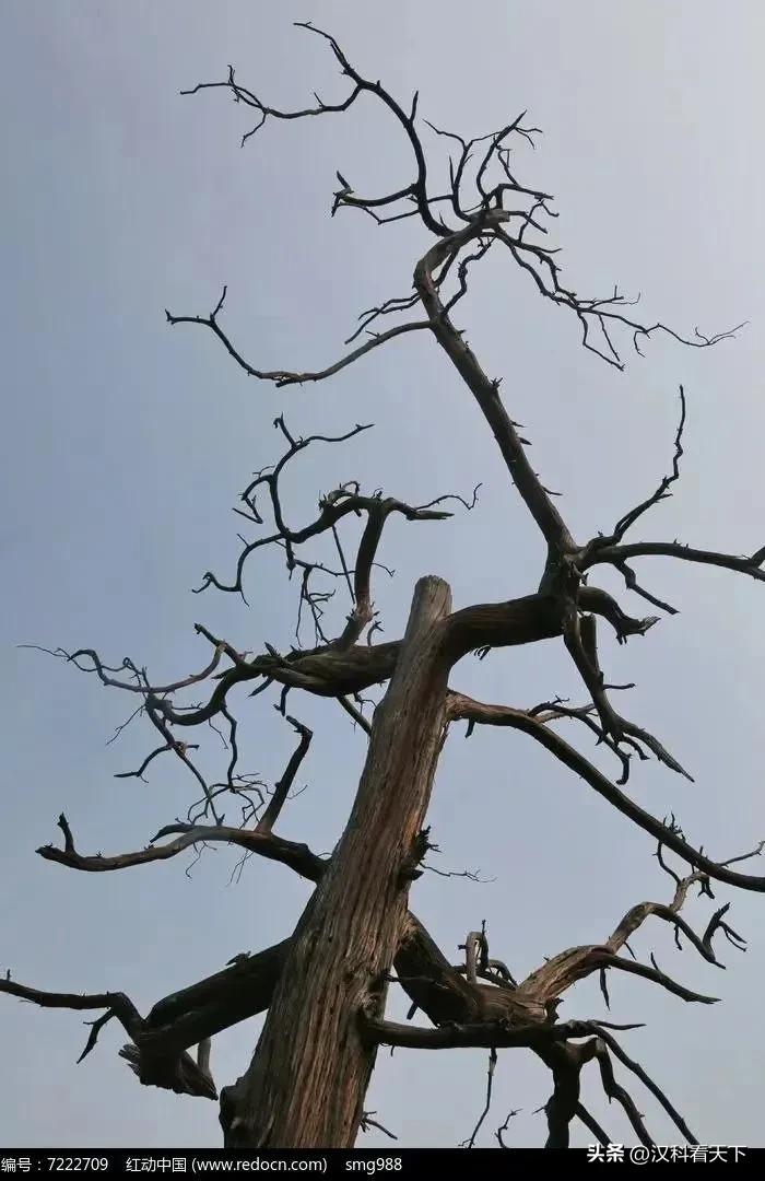 People have reincarnation, and so do trees: Zhaoyuan Withered Tree Fu ...