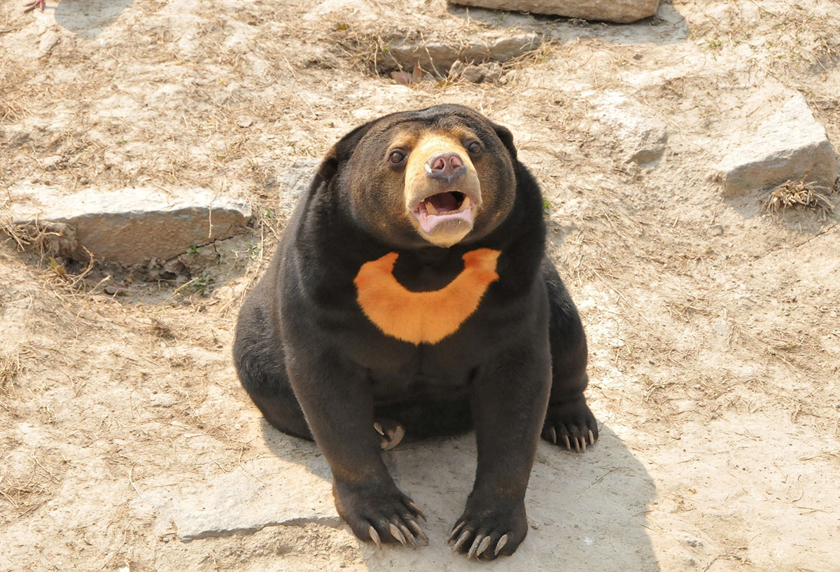 A sun bear in the zoo is too human-like to be questioned. Why can the ...