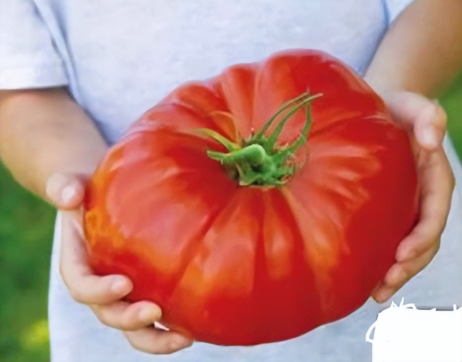 The American man grows the world's largest tomato, weighing nearly 8 ...