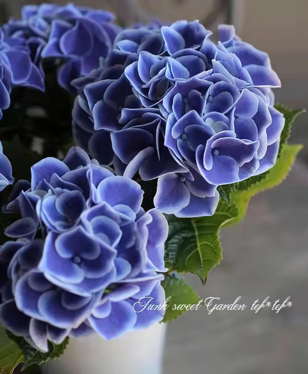 Dreamy and gorgeous, these 7 multi-colored hydrangea will make your ...