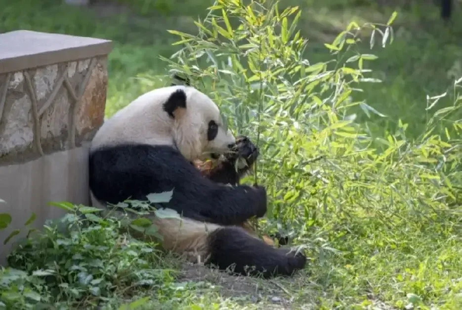 Why is the panda a national treasure? Why do you rarely see groups of ...