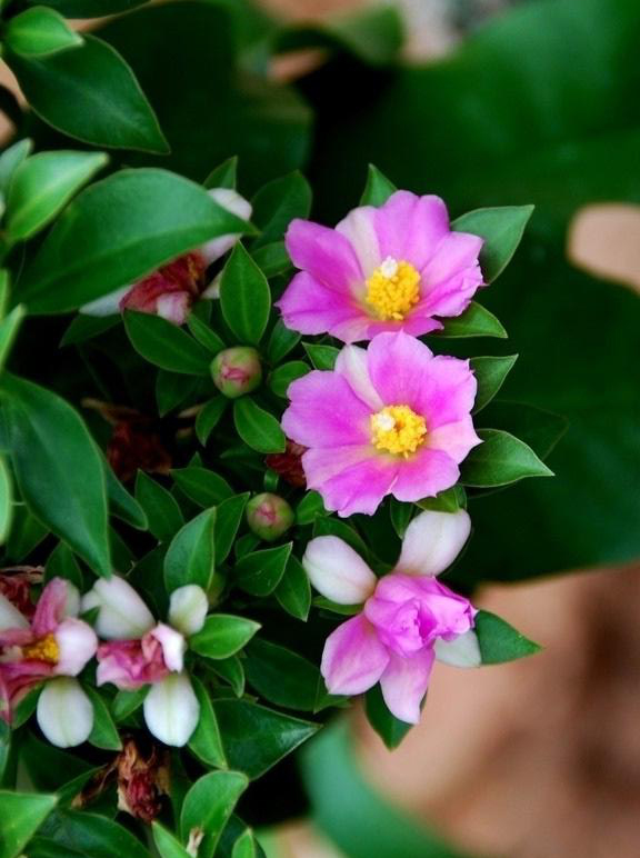 Beautiful/exotic flowers and plants appreciation series - the most ...