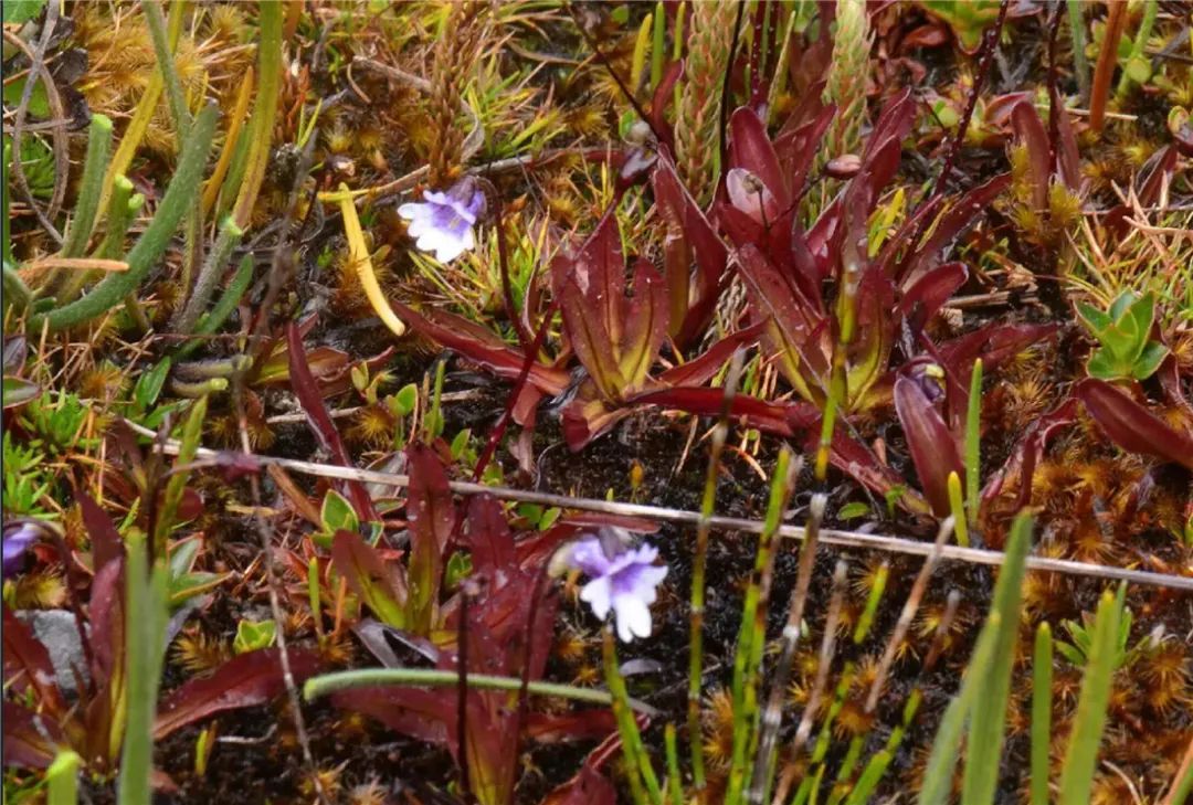 Plants eat meat too? Scientists have discovered two species of ...