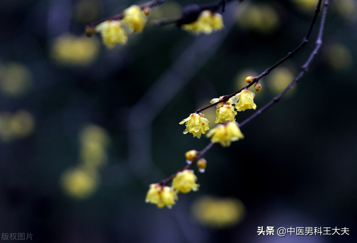 Injured essence is too severe, spleen and kidney yang deficiency, how ...