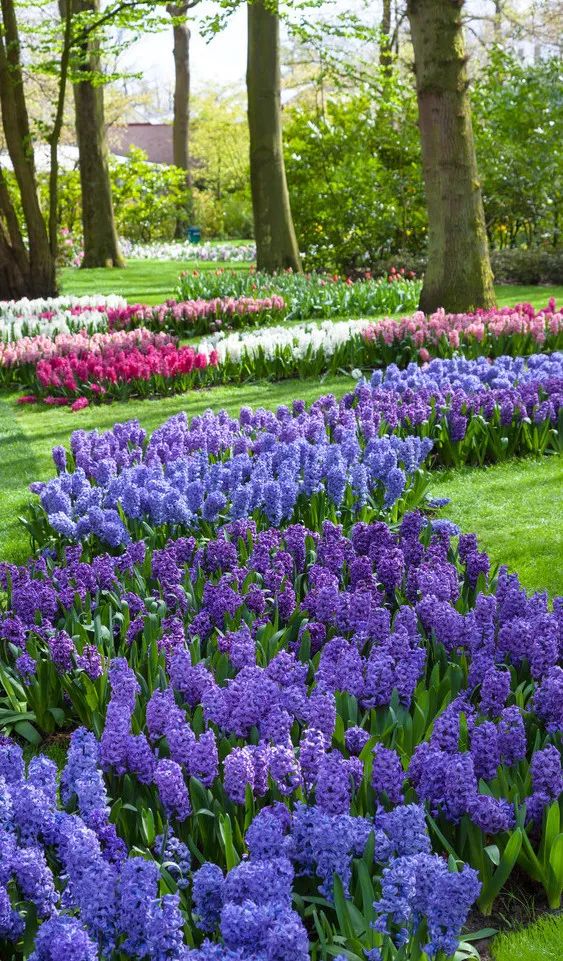 6 Arrangement Principles of Garden Plants - iNEWS