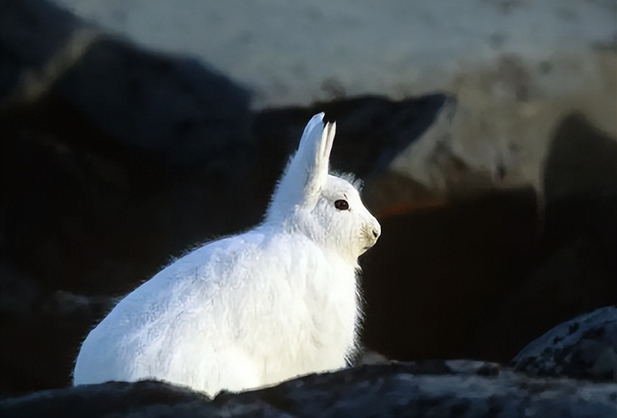 Treasures of the Pole: Conservation and Challenges of the Arctic Snow ...