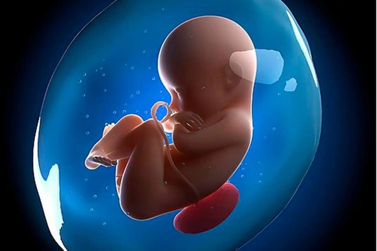 Can you get pregnant in space?Scientists have conducted space pregnancy ...