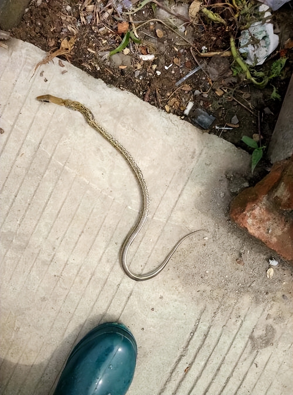 Is it a good thing or a bad thing to have snakes in the old house in ...