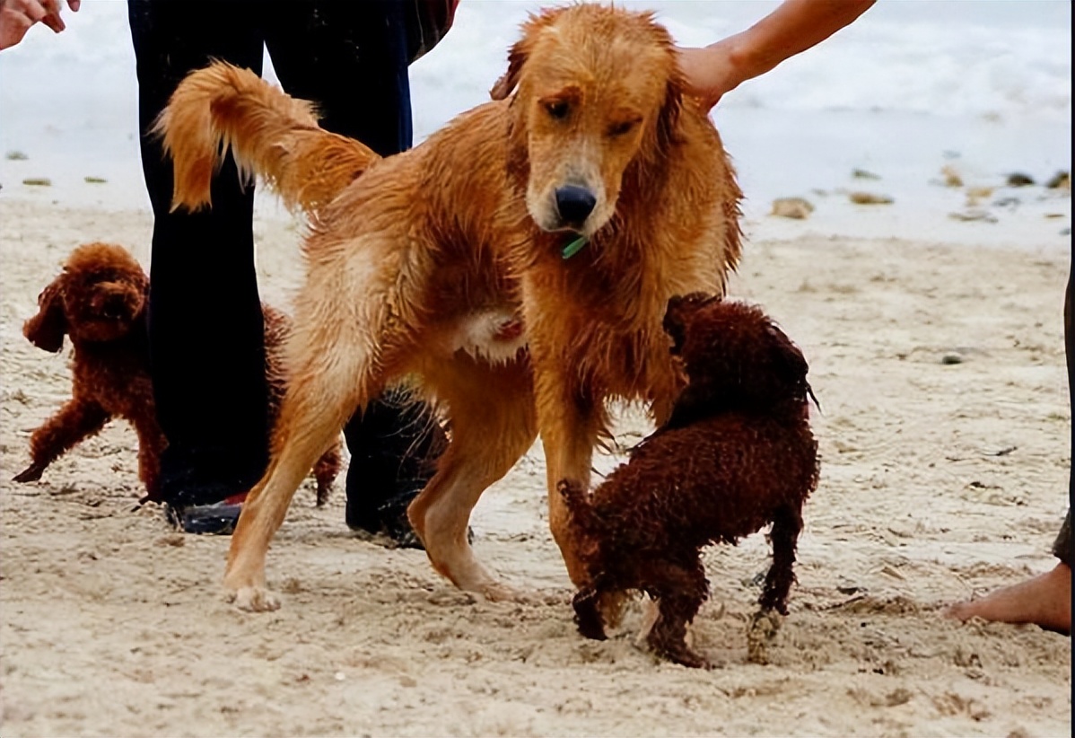 Why do big dogs always avoid small dogs?It should be an inherent rule ...