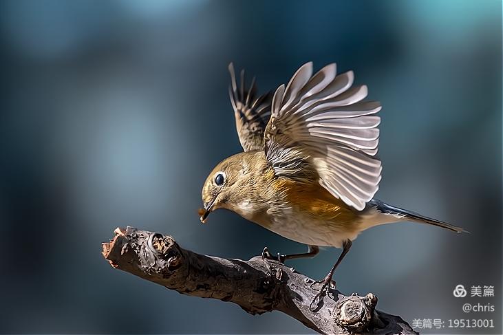 Red-flanked Blue-tailed Robin - iNEWS