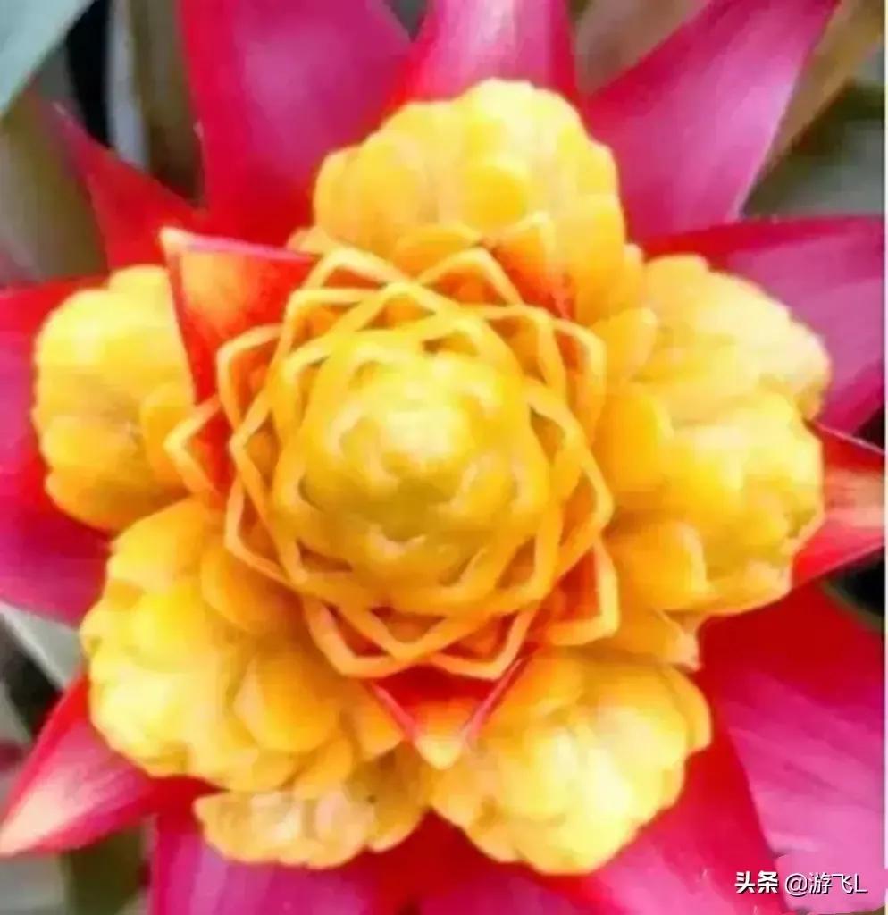 Rare Rare Exotic Flowers - iNEWS