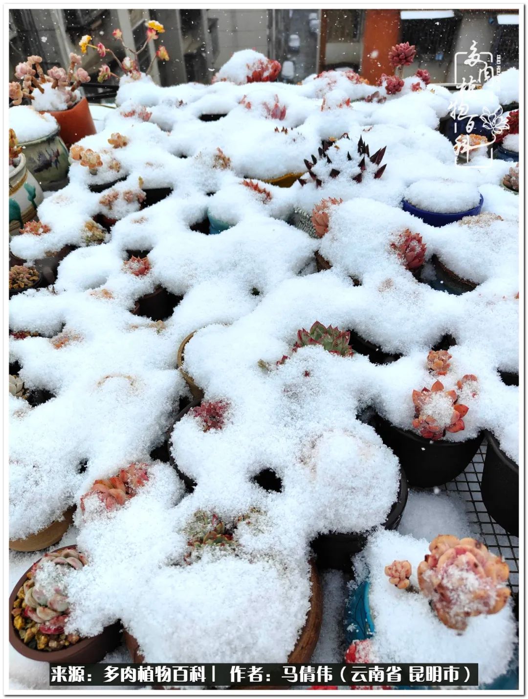 Raising succulent, hard hobbies, still persisting for a year - iNEWS