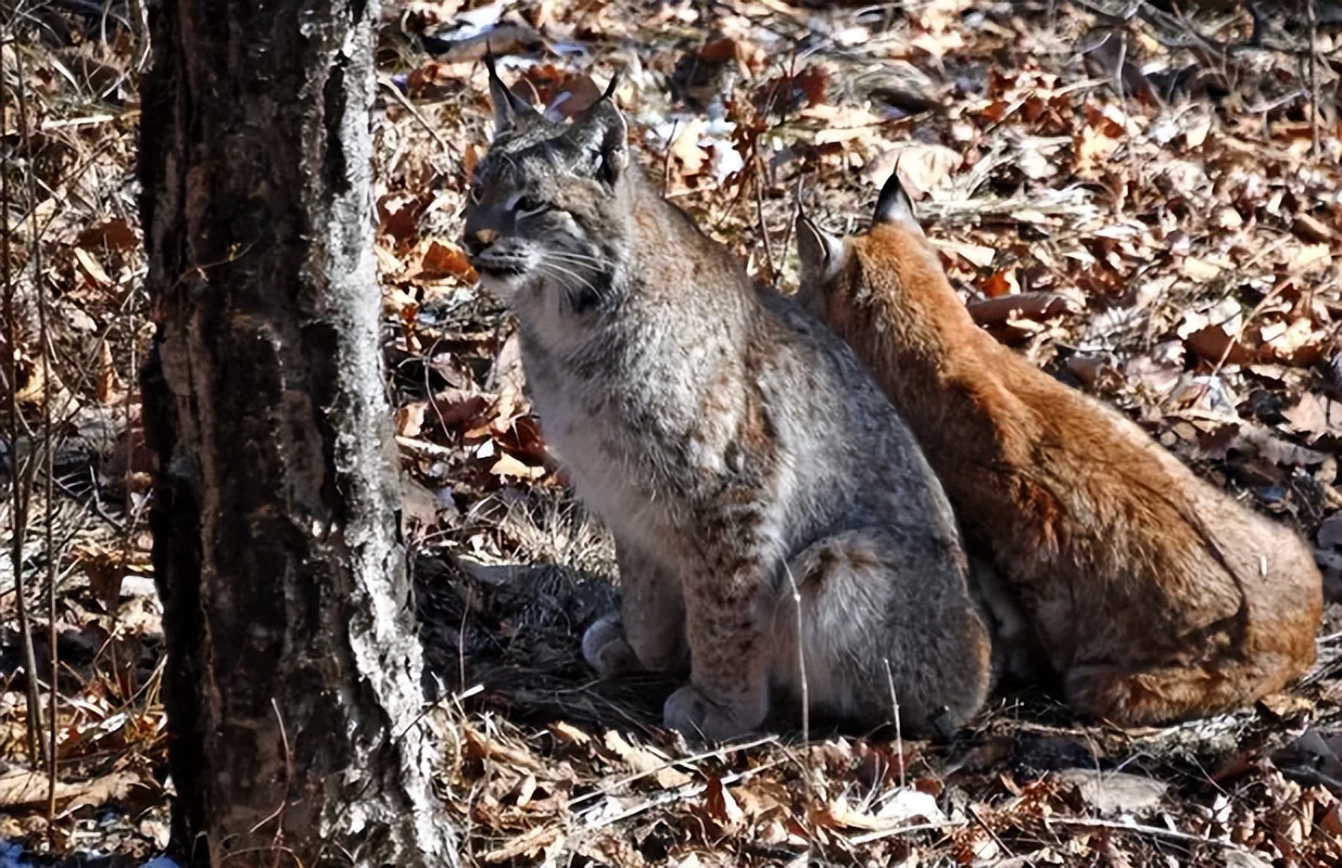 Eurasian lynx: King of the steppe - iNEWS
