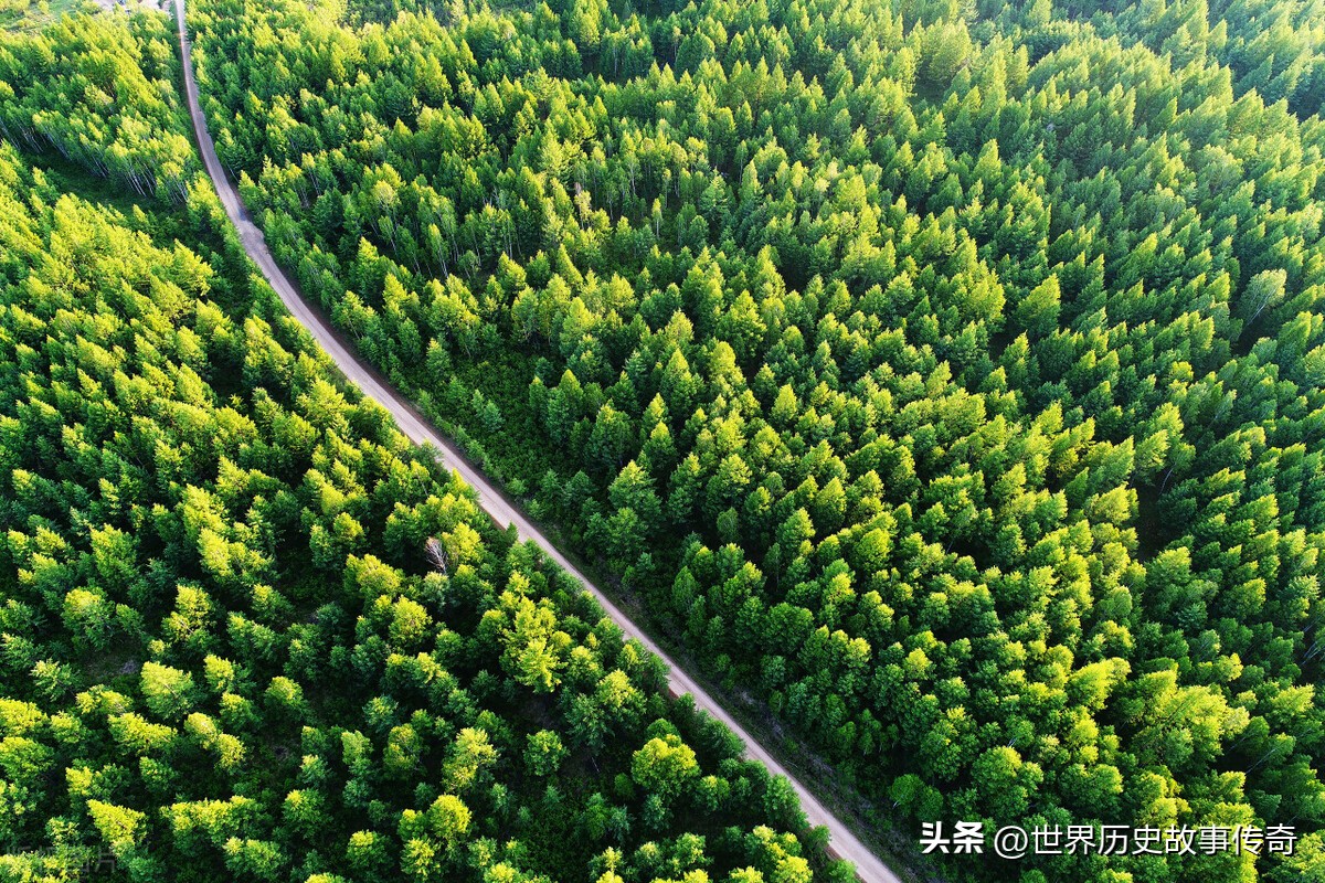 What would happen if there were 10 times more forests on Earth? - iNEWS