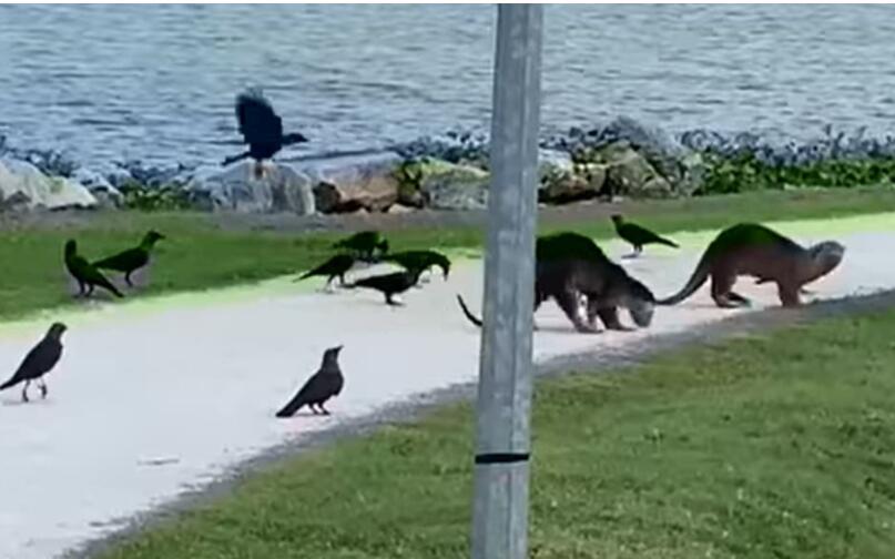 Black Crows bravely fight against Singapore's "gangsters", "Go into the ...