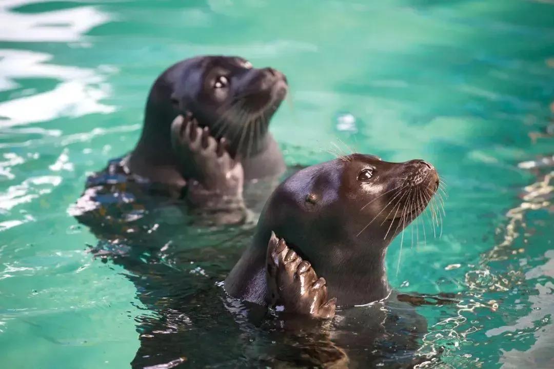 Su Wu and Huo Qubing met each other on the shore of Lake Baikal - iNEWS