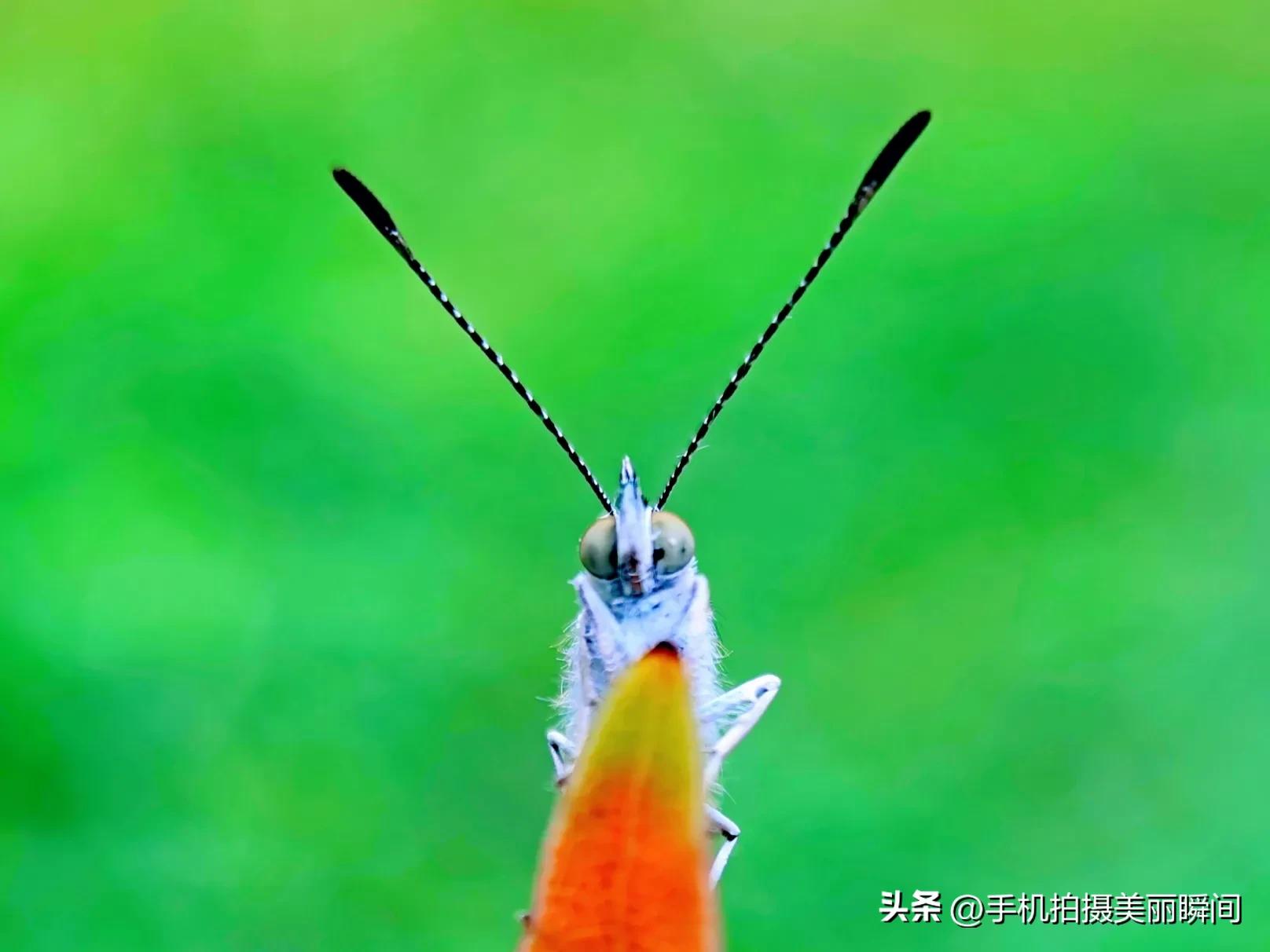 Mobile phone macro shooting insects to do "three fast" - iMedia