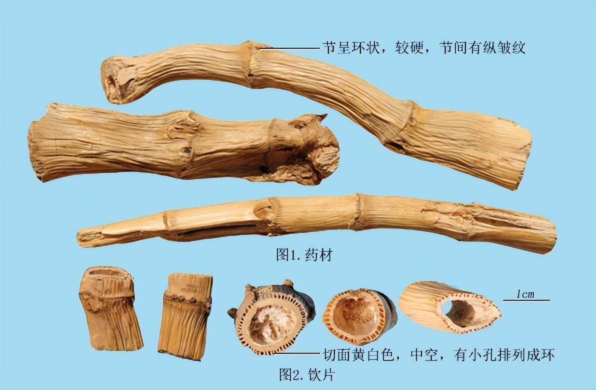 Take you to identify reed root - iNEWS