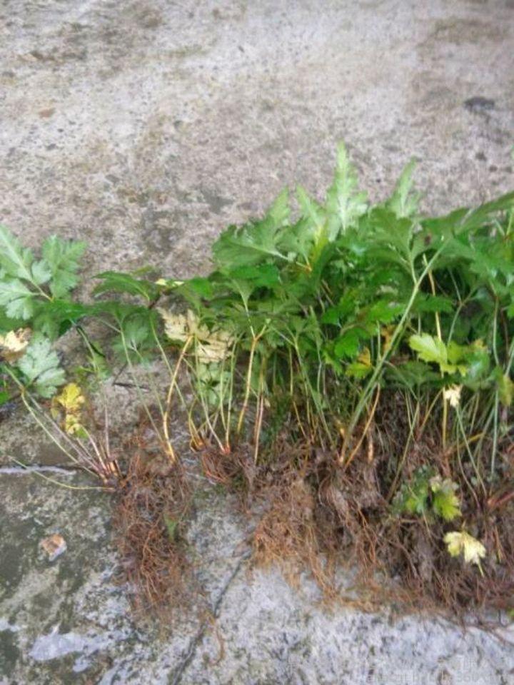 The main components and uses of Coptis chinensis - iNEWS