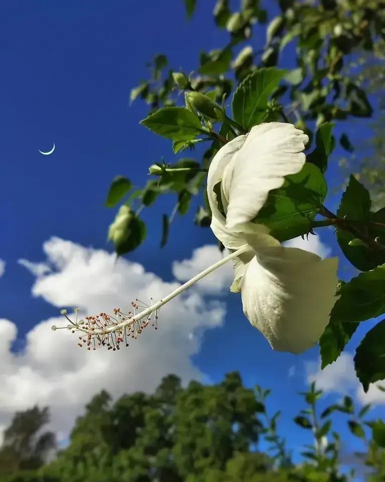Wen Peng Ya Gather is coming, and she is infatuated with the moon - iNEWS