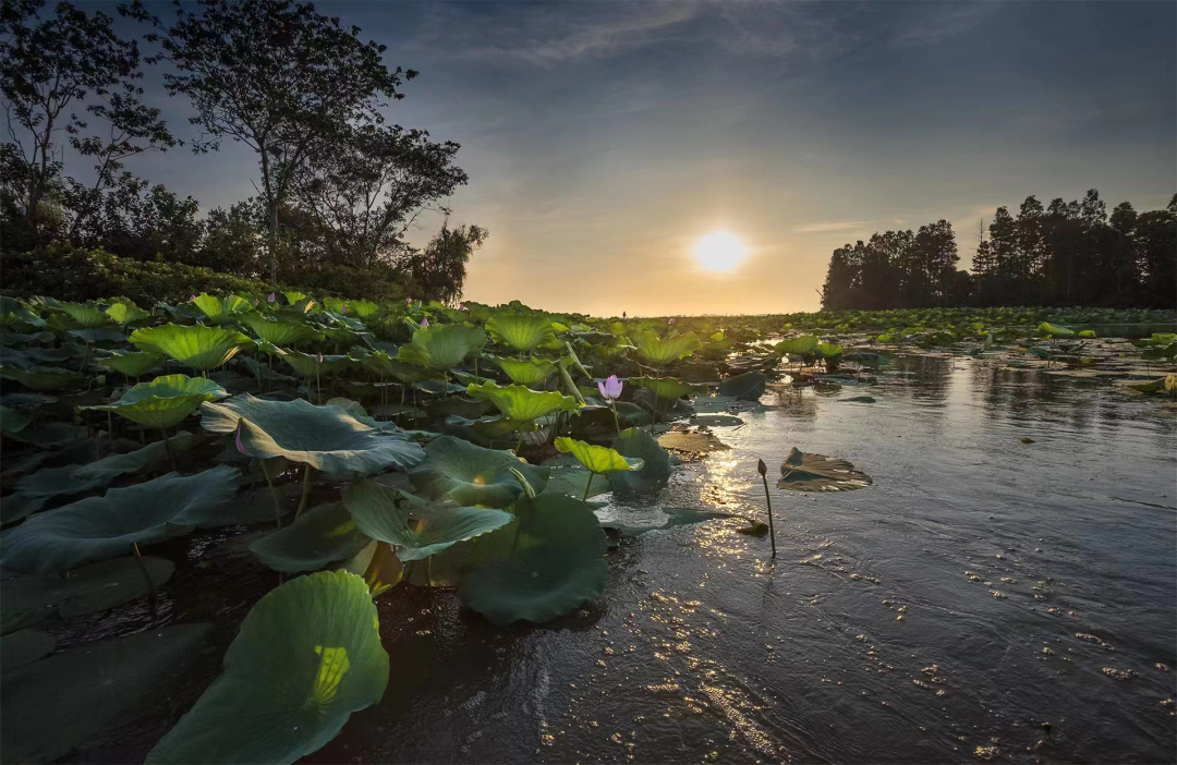 Yang Yiren - Hubei Wetland Ecology Popular Science Photography ...