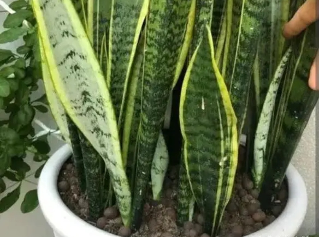 In autumn, tiger Pilan is raised, "little things" are buried in the ...