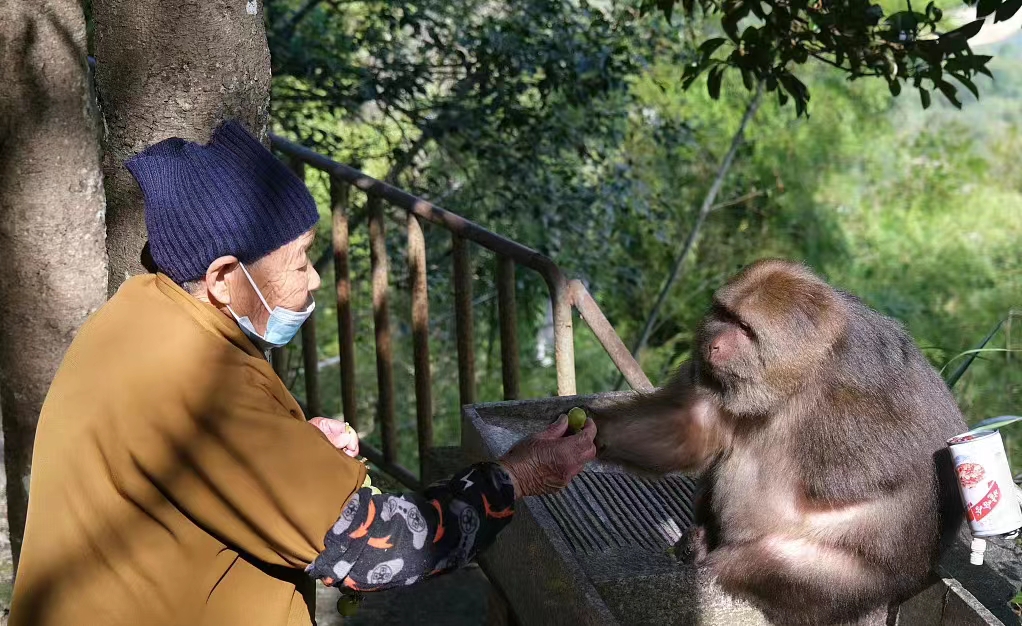 The monkey "star" in the Yanghu Temple became popular, and the ...