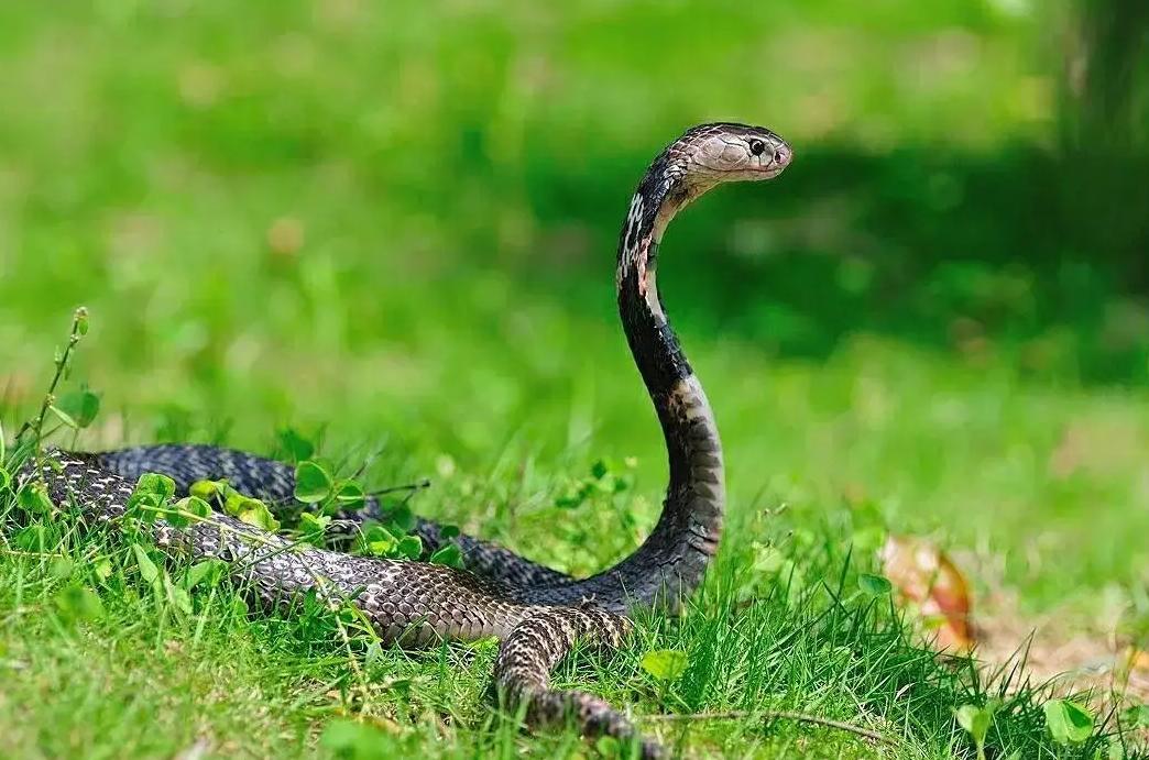 3 taboos of burial in rural areas: there are snakes when the ground is ...