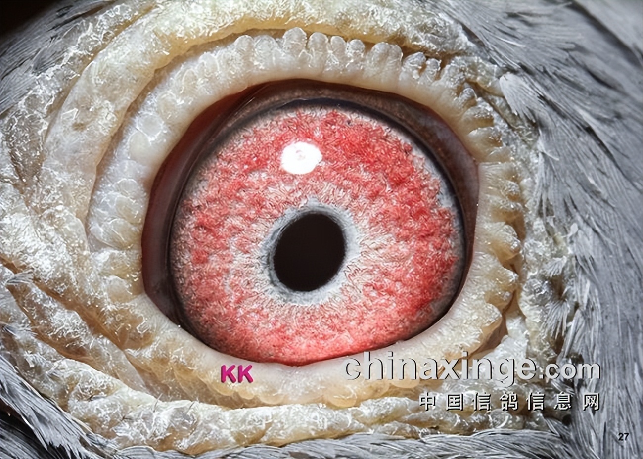 Come and watch the "magic bird" in Taiwan's 80,000 pigeons Wuguan ...