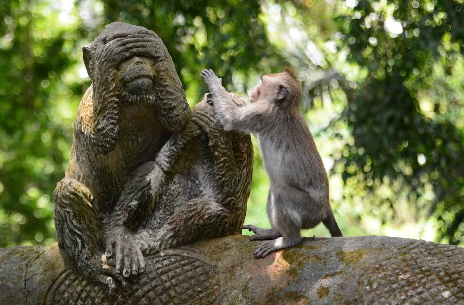 monkeys are using stone tools for fun - iNEWS
