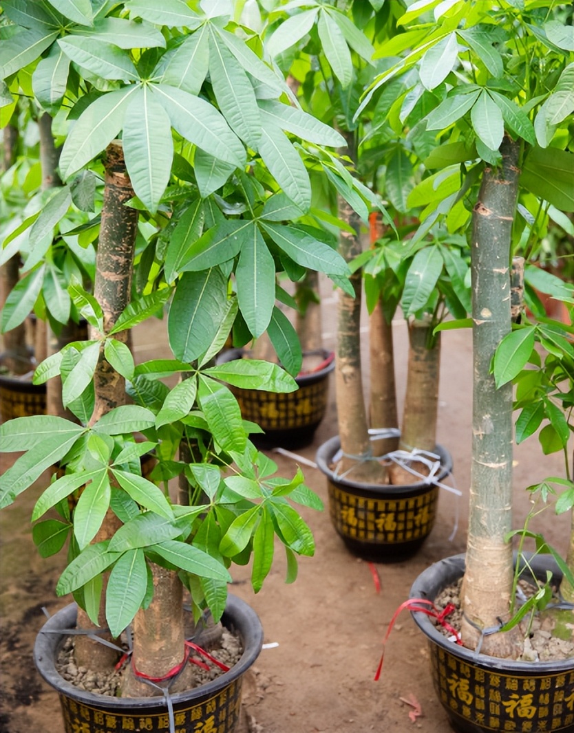 3 kinds of flowers are a hundred times better than a fortune tree. The ...