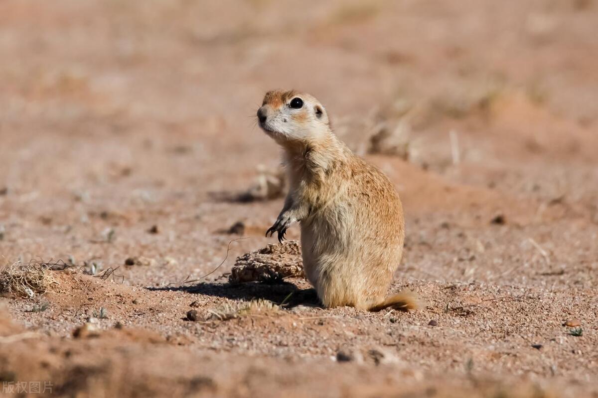 The Amazing World of Hibernation: Exploring the Mystery of Animals ...