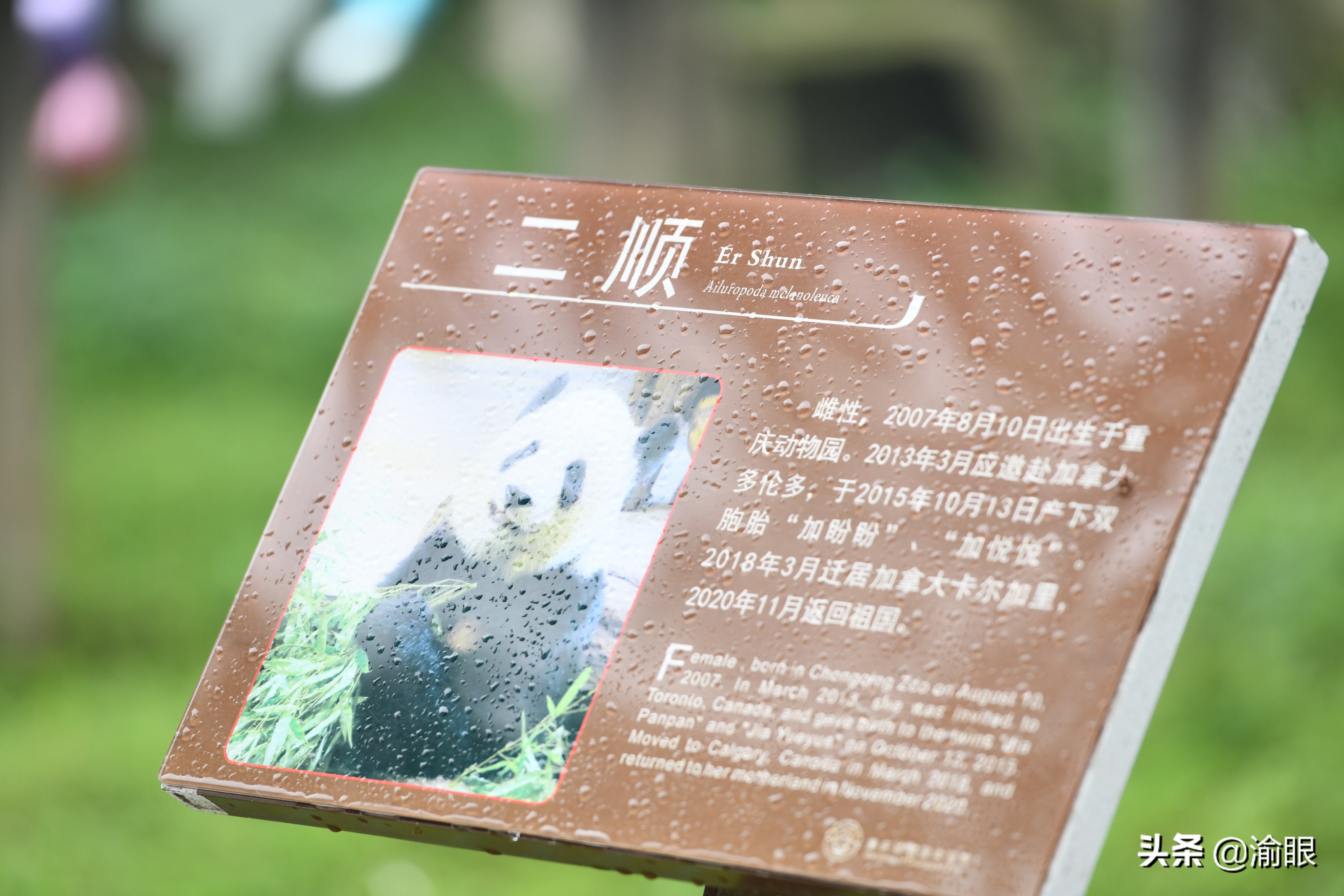 Chongqing Zoo giant panda "Er Shun", who once lived in Canada, returned ...