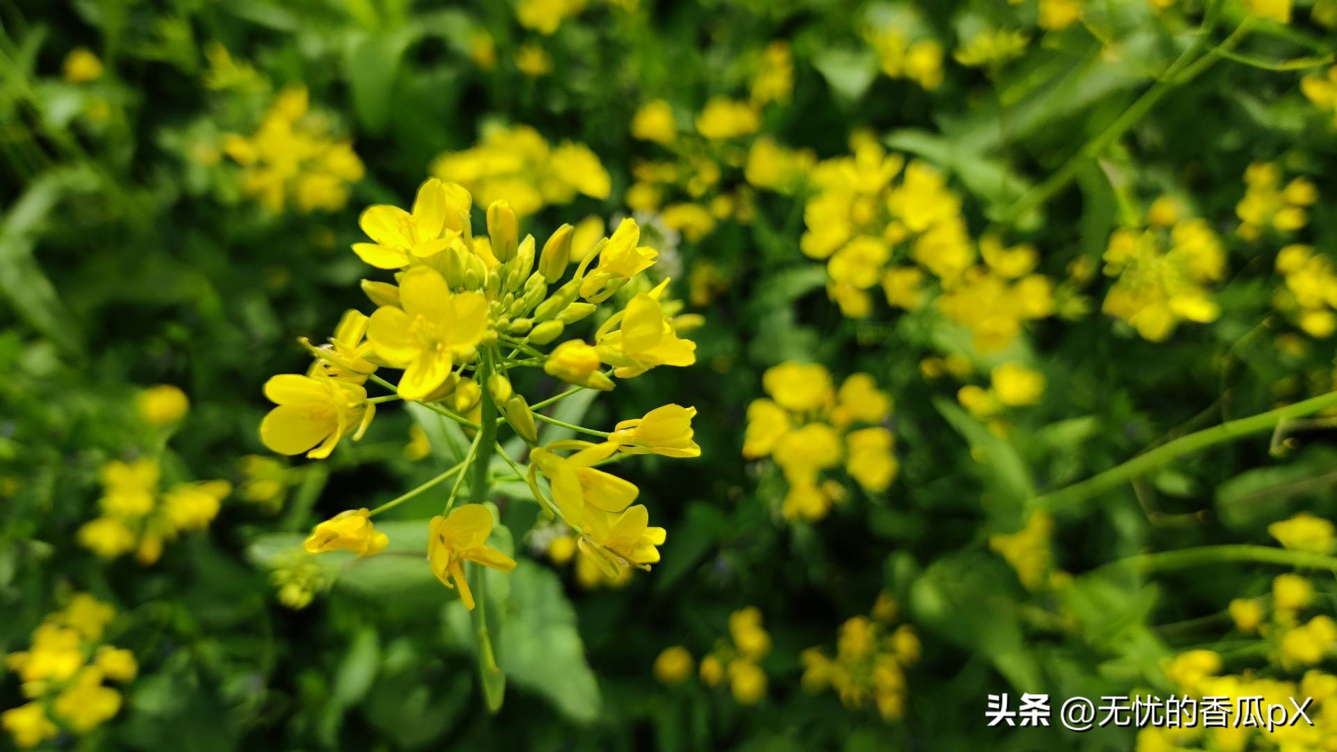 Menyuan Rapeseed Flower - iNEWS